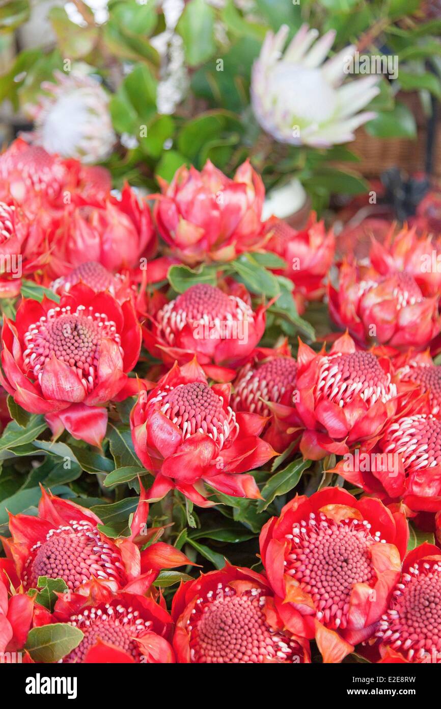 Madeira rose hi-res stock photography and images - Alamy