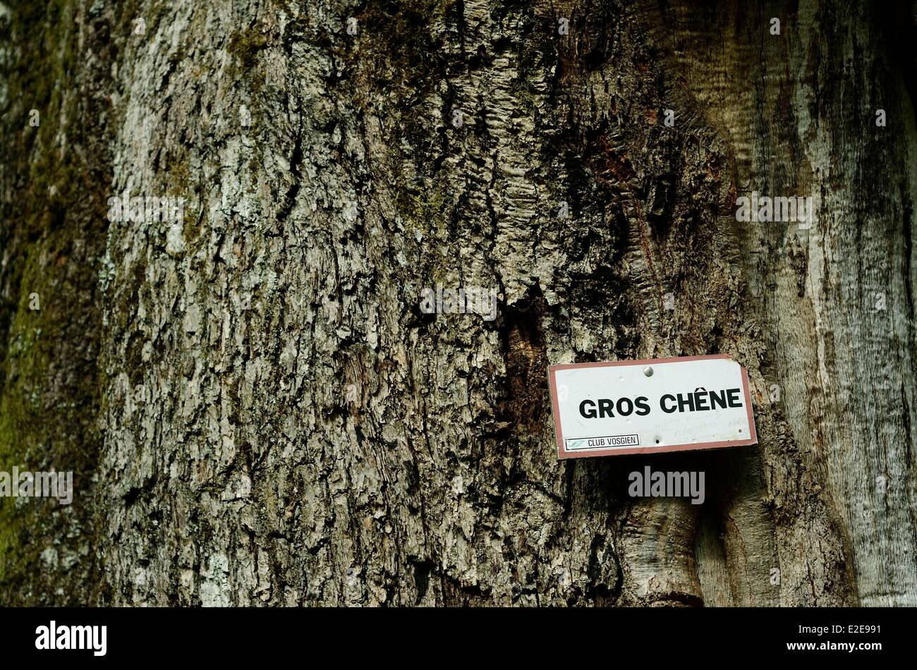 France, Bas Rhin, the Bruche valley, La Broque, Salm, the Big Oak ...