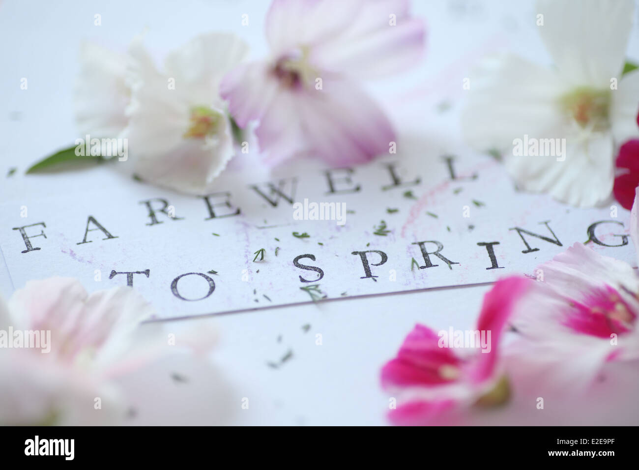 closeup of the words 'farewell to spring' with pink and white godetia ...