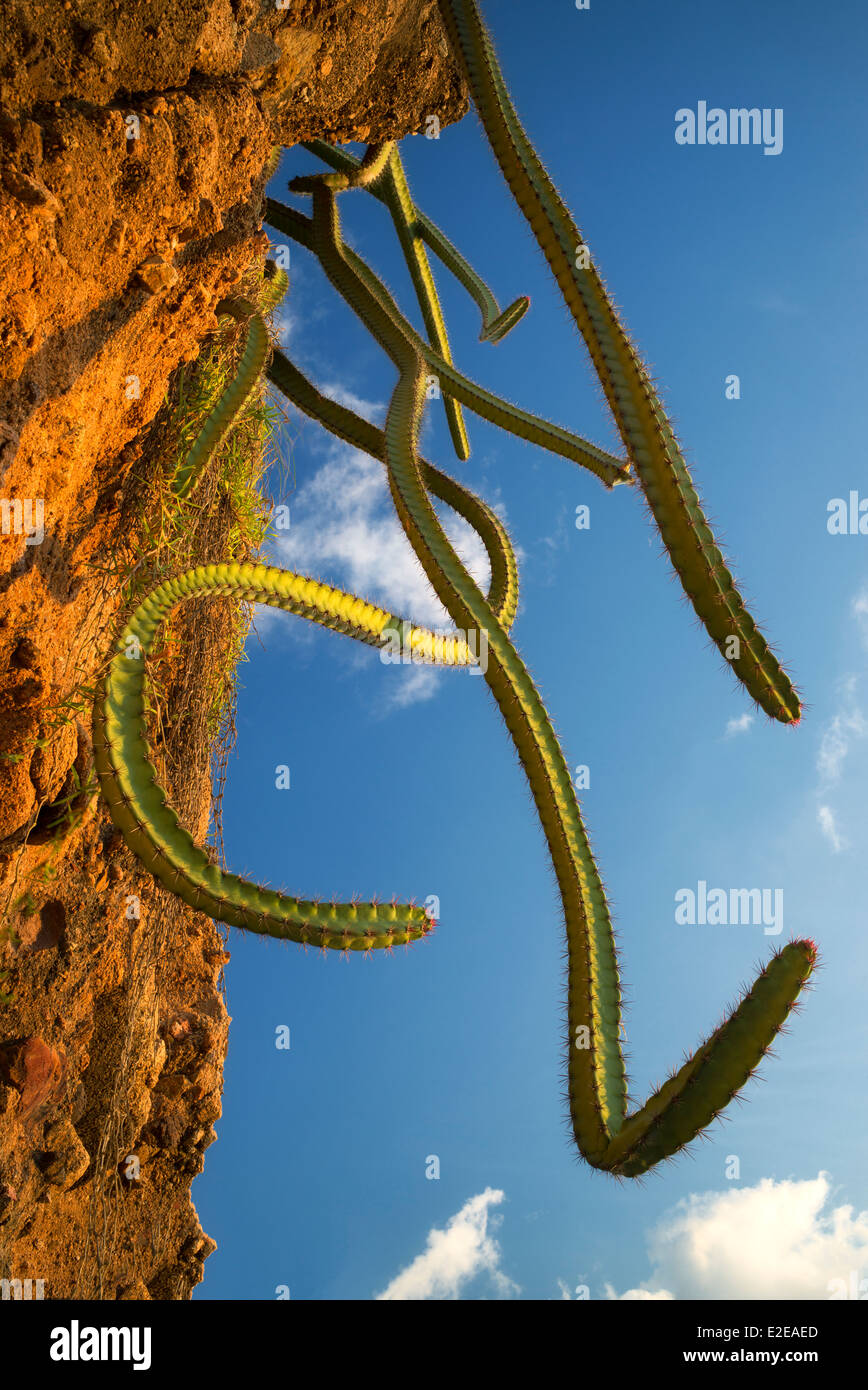 Desert mexico cactus hi-res stock photography and images - Alamy
