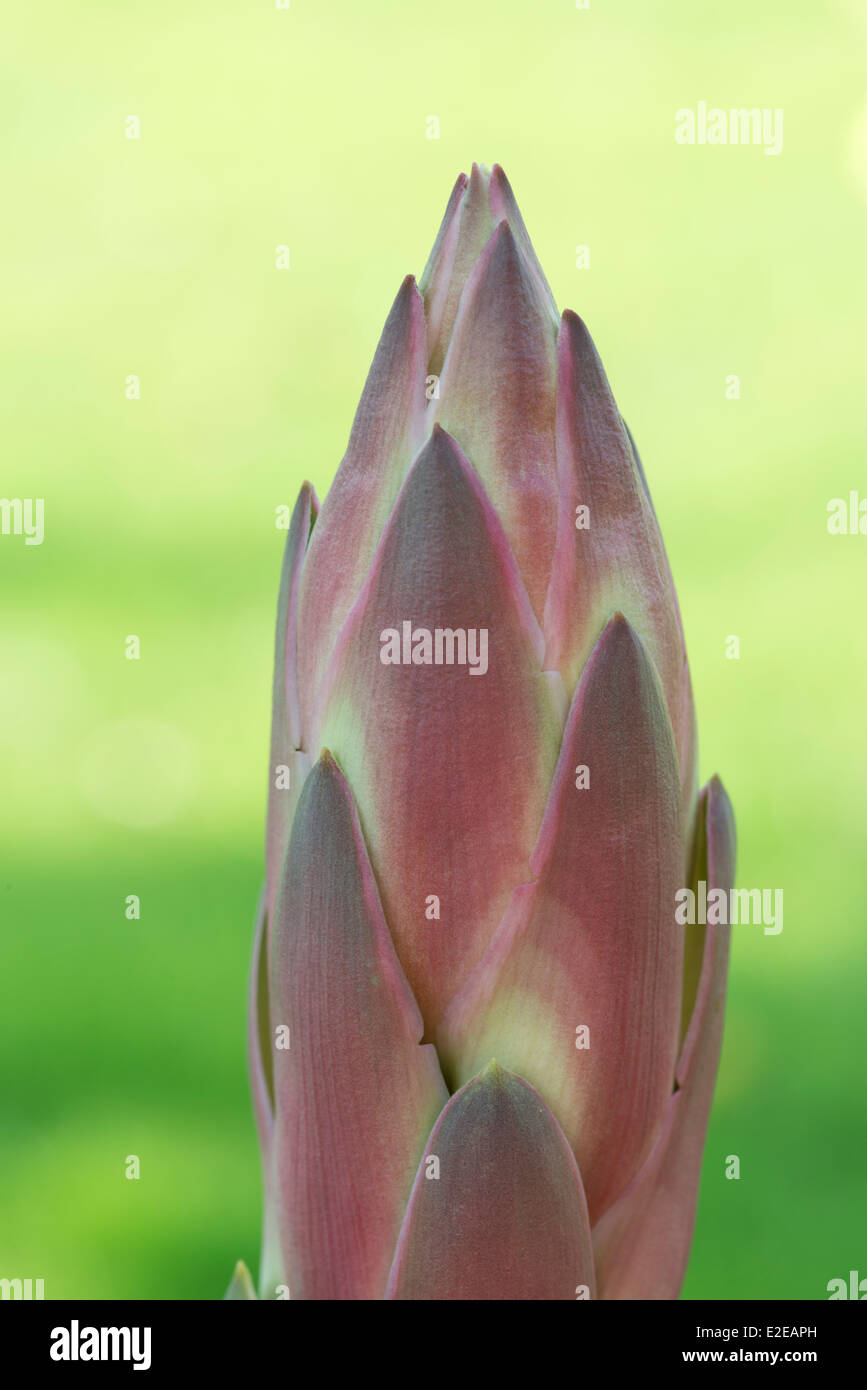 Yucca flower hi-res stock photography and images - Alamy