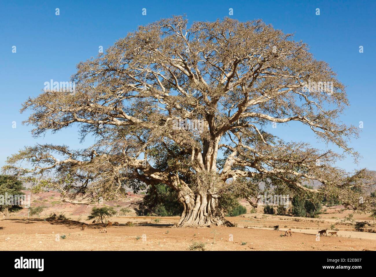 Giant kapok tree hi-res stock photography and images - Alamy