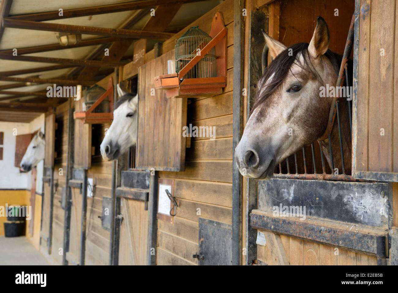 Pure spanish horse hi-res stock photography and images - Alamy