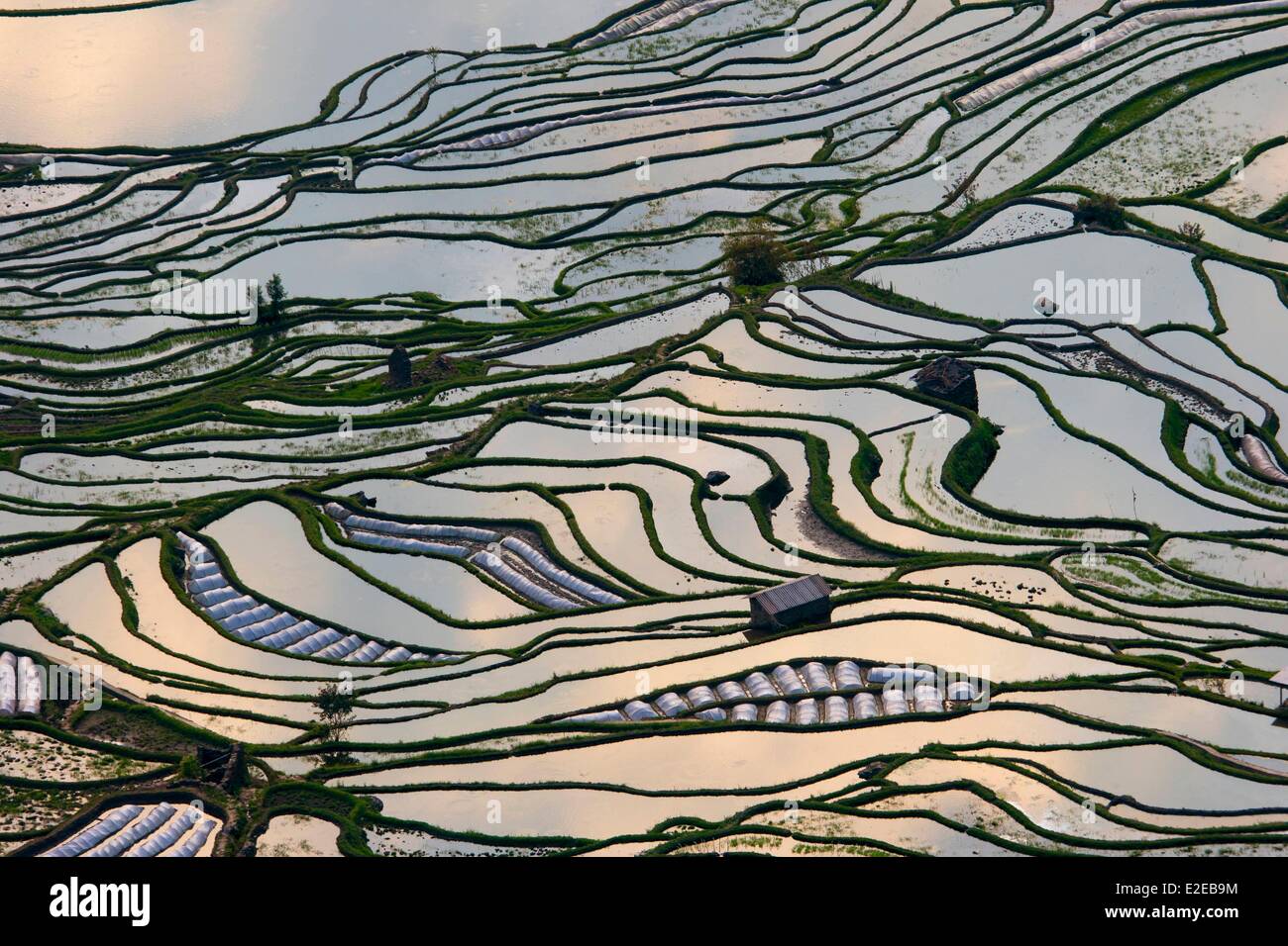 China Yunnan province Yuanyang Cultural Landscape of Honghe Hani Rice ...