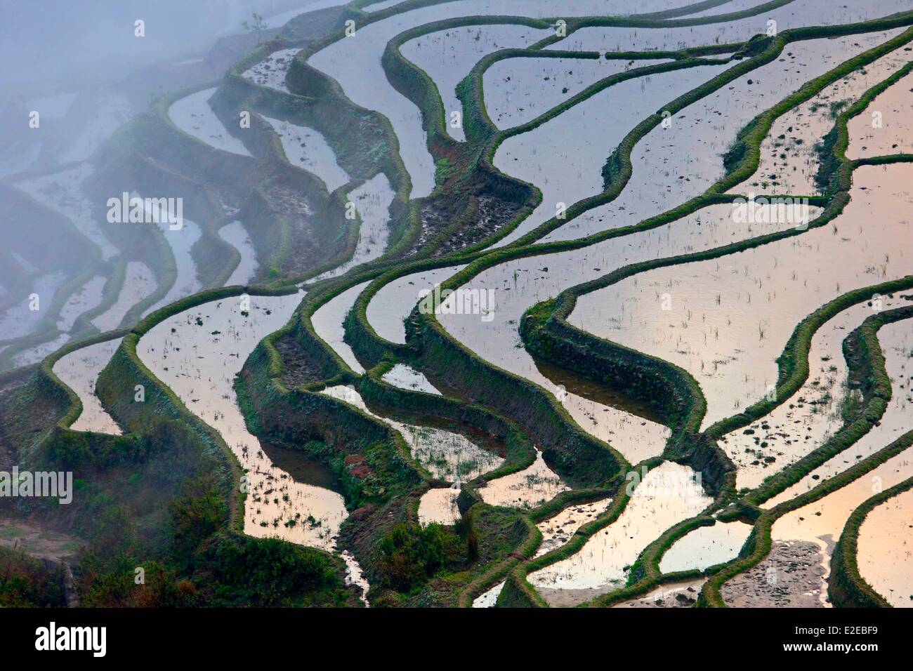 Honghe hani rice terraces hi-res stock photography and images - Alamy