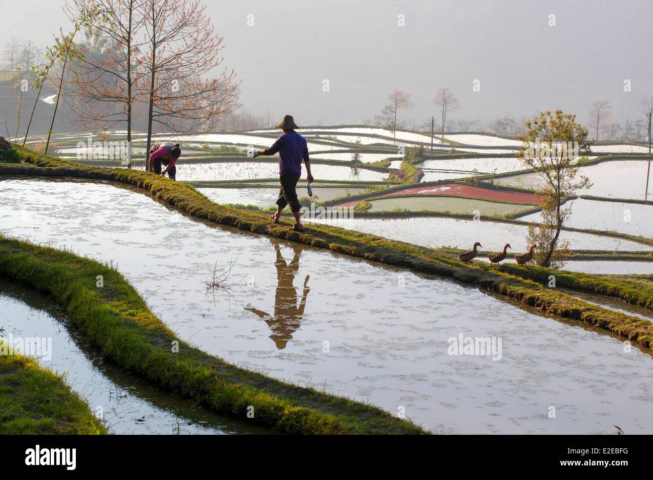 China Yunnan province Yuanyang Cultural Landscape of Honghe Hani Rice ...
