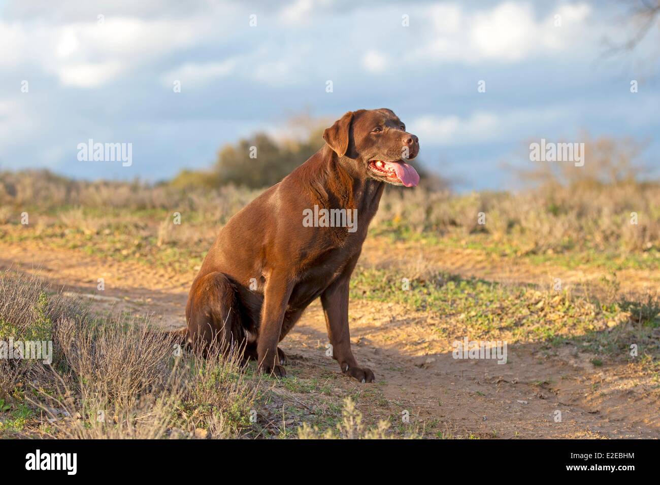 Spain , Castilla La Mancha , surroundings of Guadalajara , landscape ...