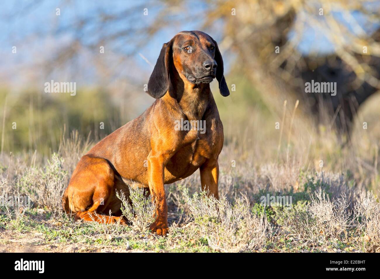 Are Bavarian Mountain Hounds Pack Dogs