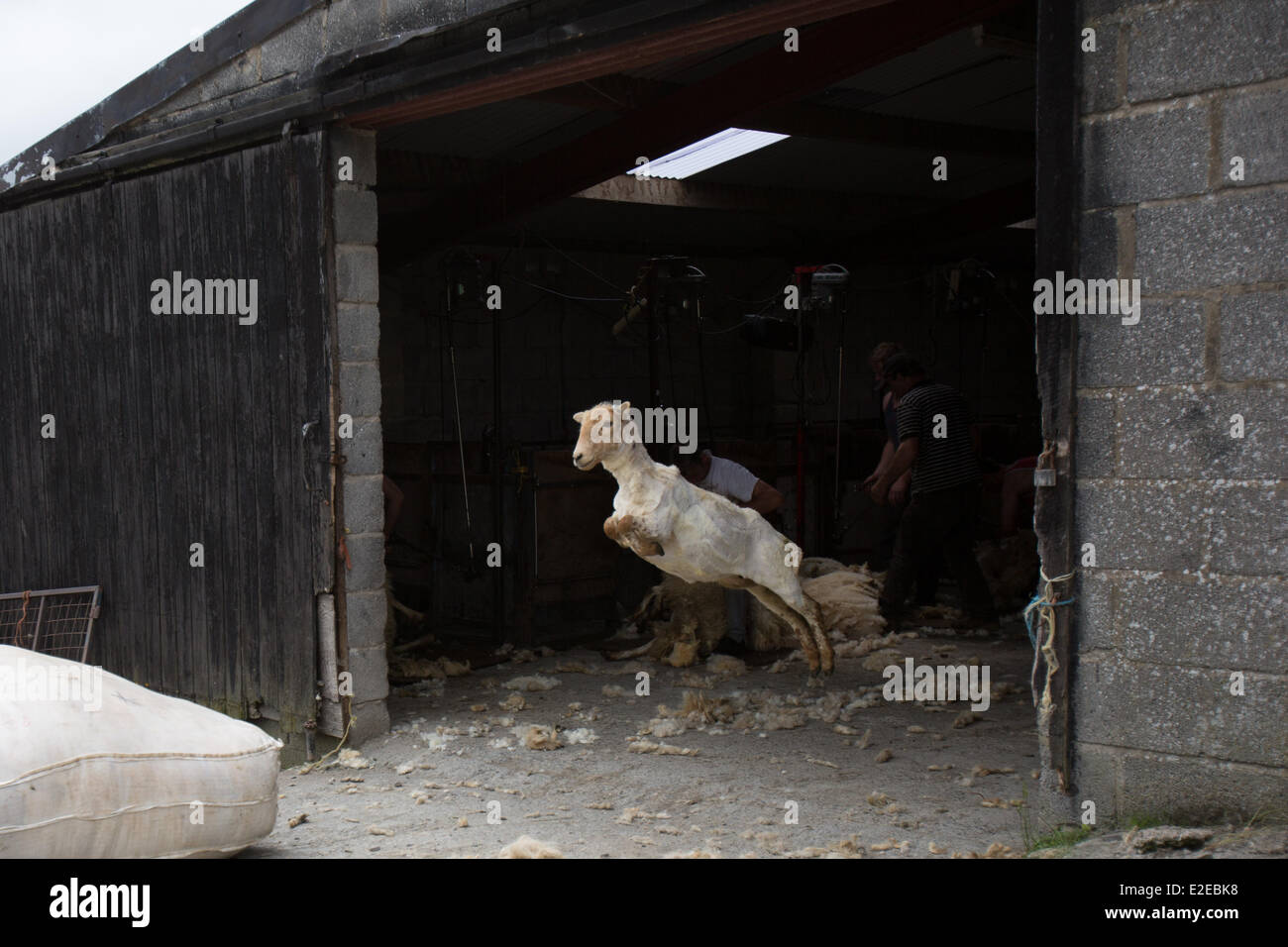 Welsh sheep shearing hi-res stock photography and images - Alamy