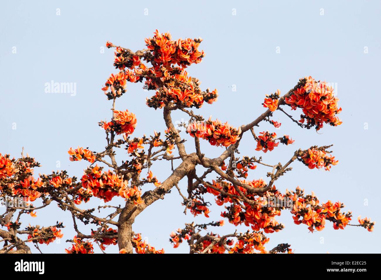 India Madhya Pradesh state Bandhavgarh National Park Flame of the ...