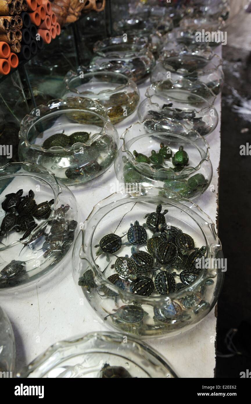 China, Shanghai, Xizang Nanlu bird and animal market, turtles Stock ...