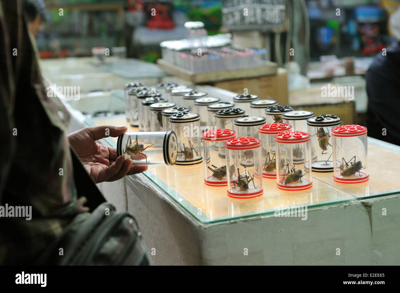 Insect market china hi-res stock photography and images - Alamy