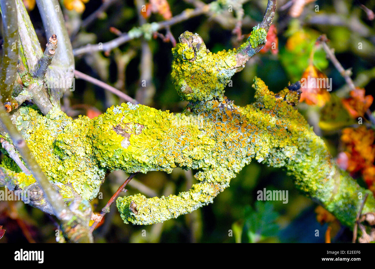 Lychin on a branch in a hedge Stock Photo - Alamy