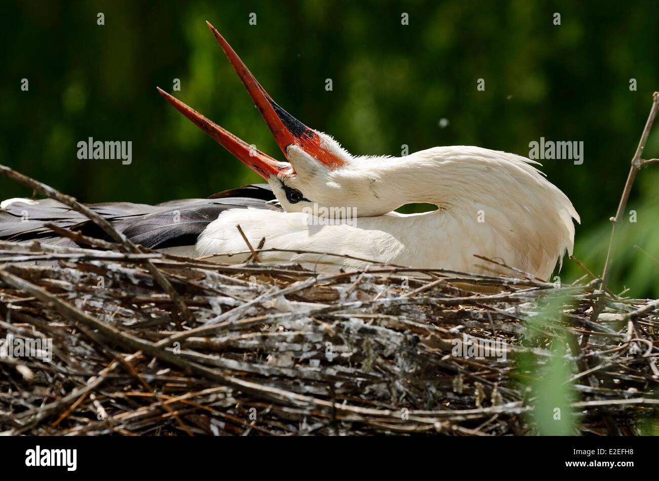 France, Haut Rhin, Hunawihr, Reintroduction Center, White Stork ...