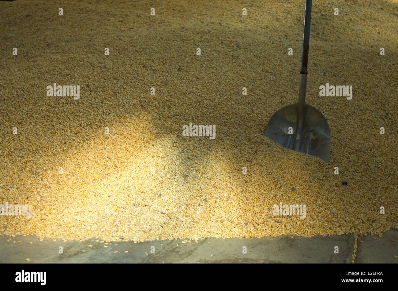 Strains of corn hi-res stock photography and images - Alamy