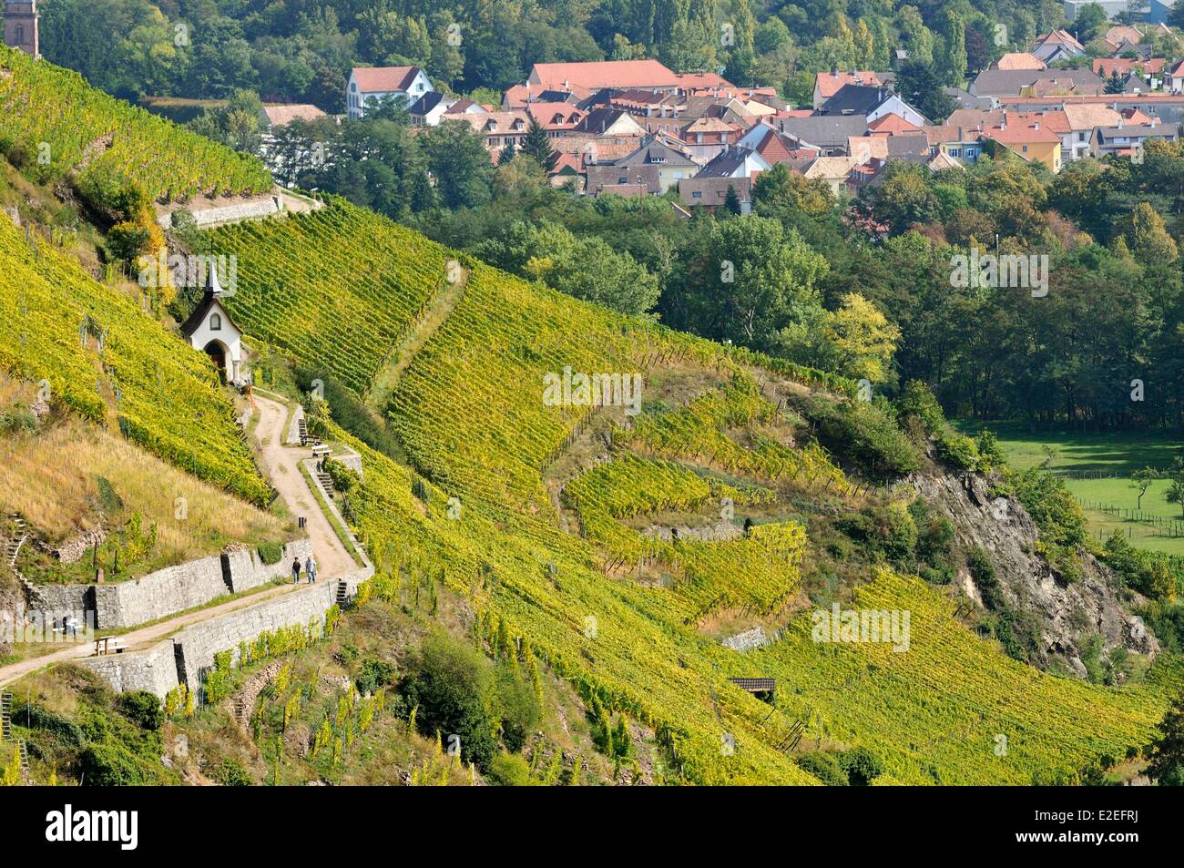 France, Haut Rhin, Thann, Rangen vineyard from Oeil de la Sorciere ...