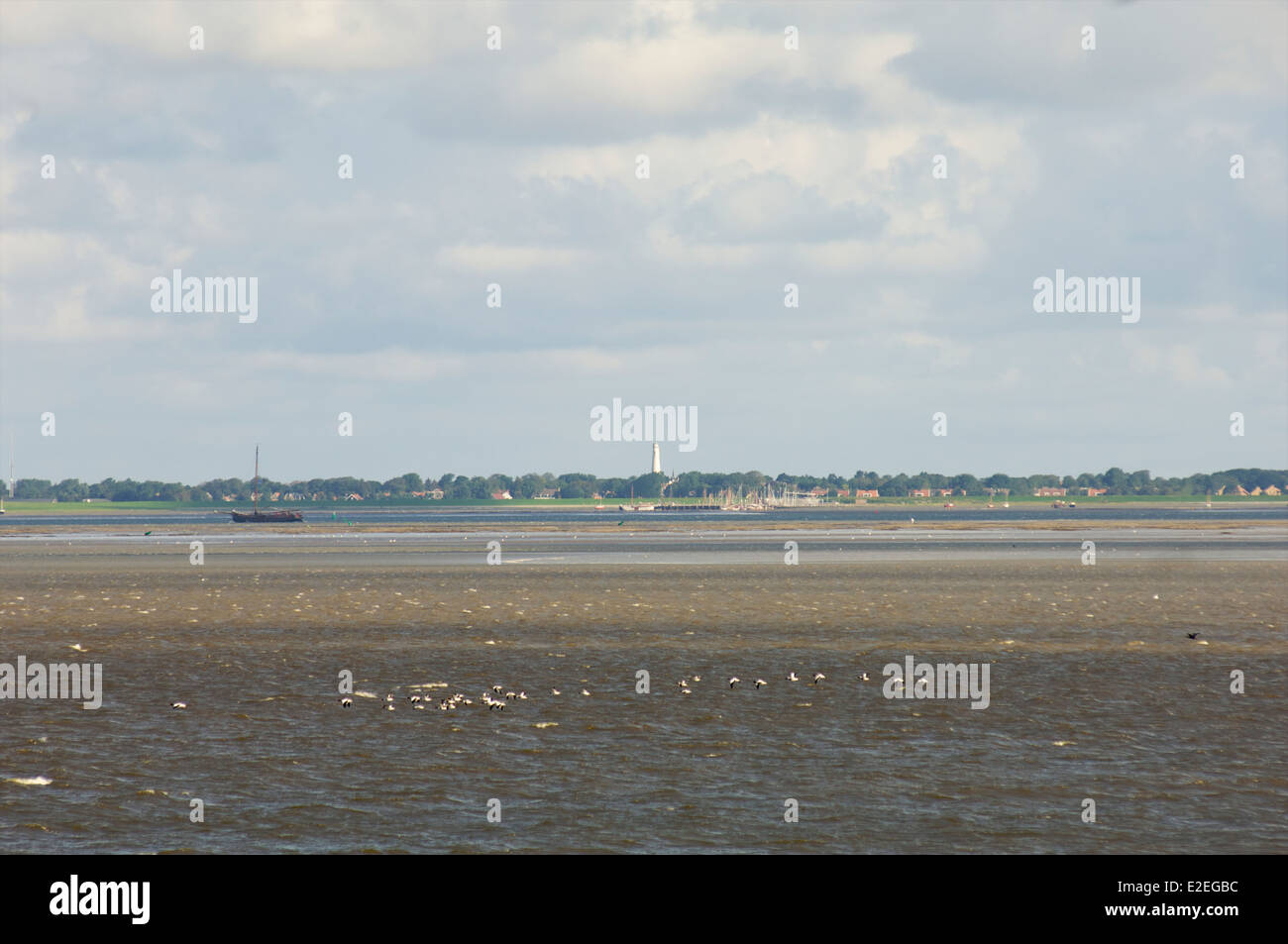 Birds flying low over the Wadden Sea with the island of Schiermonnikoog ...