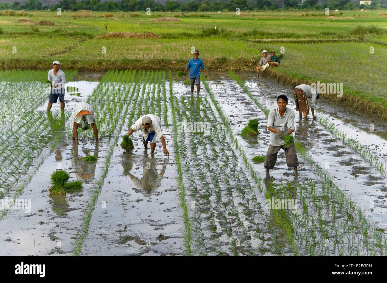 Philippines, Luzon island, rice field area of Banaue Stock Photo - Alamy
