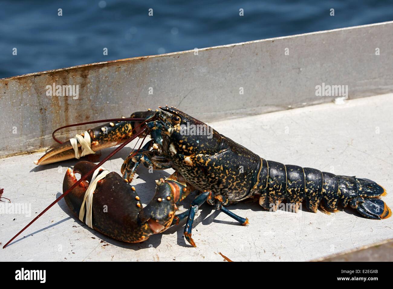 France Cotes d'Armor Perros Guirec fishing for crustaceans in Triagoz ...