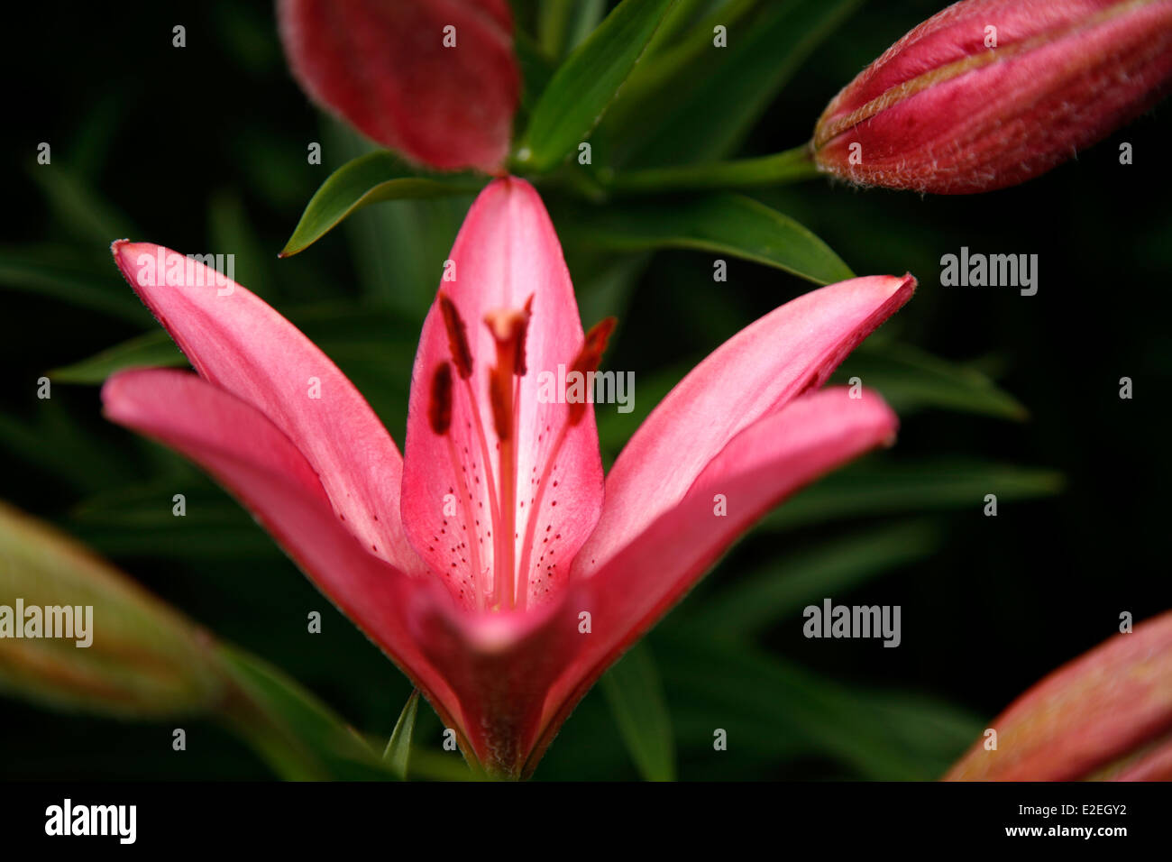 Red asiatic lily hi-res stock photography and images - Alamy