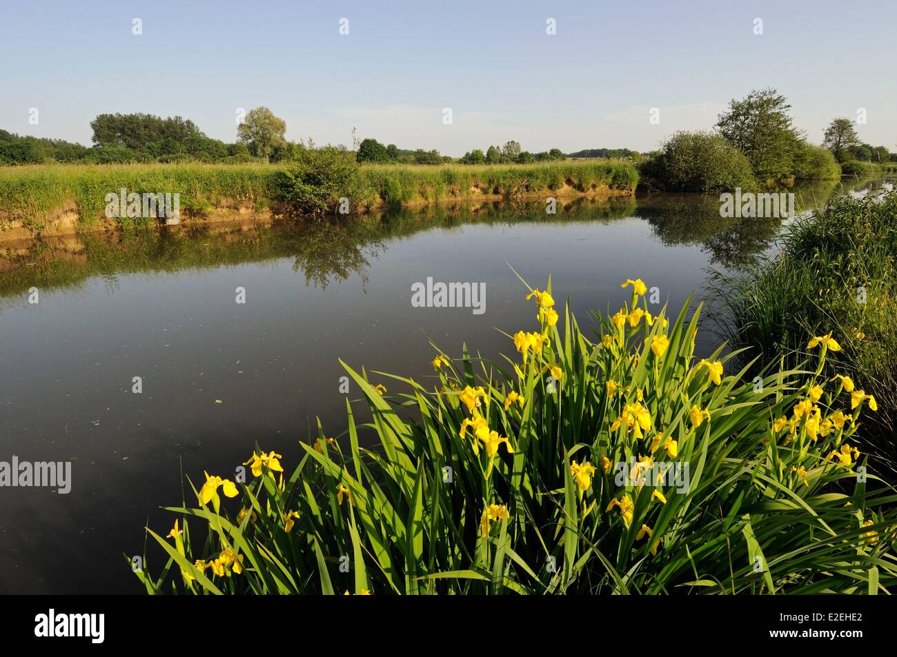 France, Territoire de Belfort, Autrage, river Bourbeuse, Iris ...