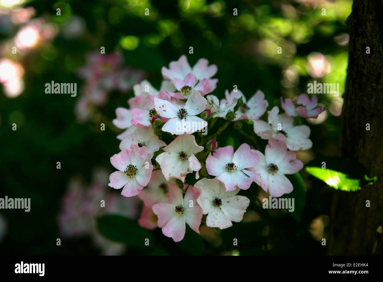 Hybrid Musk Rose white with pink border Stock Photo - Alamy