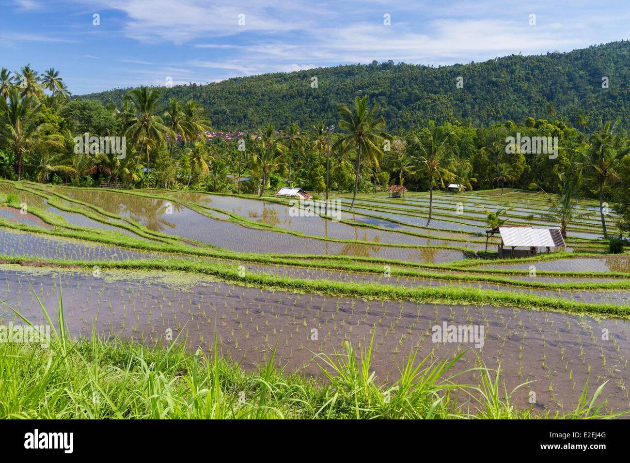 Indonesia, Bali, around Munduk, rice fields Stock Photo - Alamy