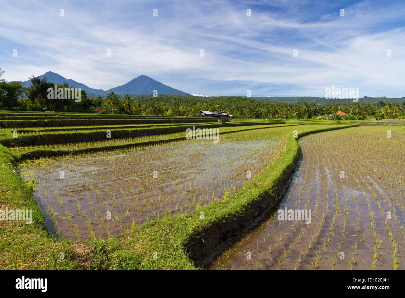 Indonesia, Bali, around Munduk, rice fields Stock Photo - Alamy