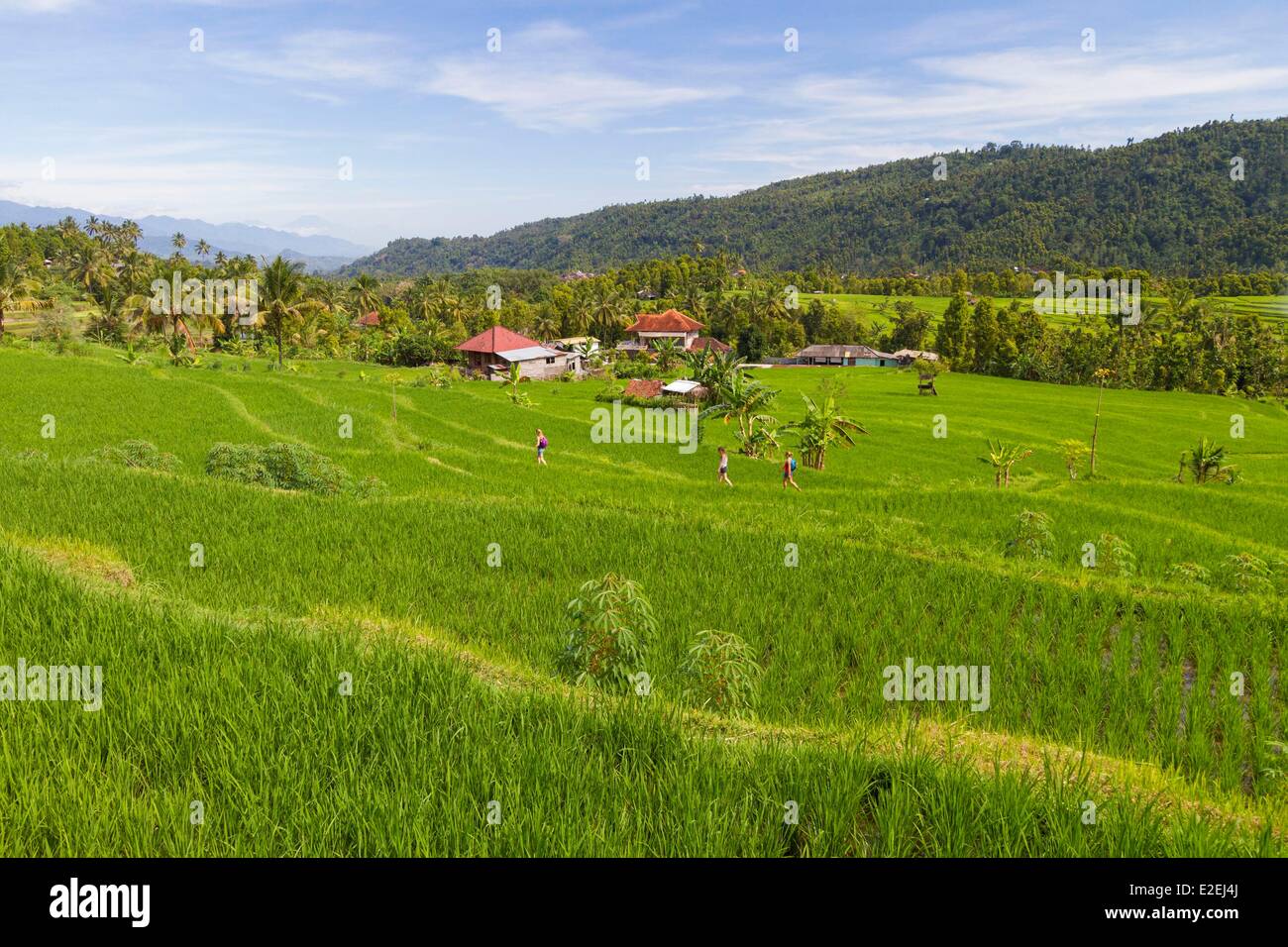 Indonesia, Bali, around Munduk, rice fields Stock Photo - Alamy