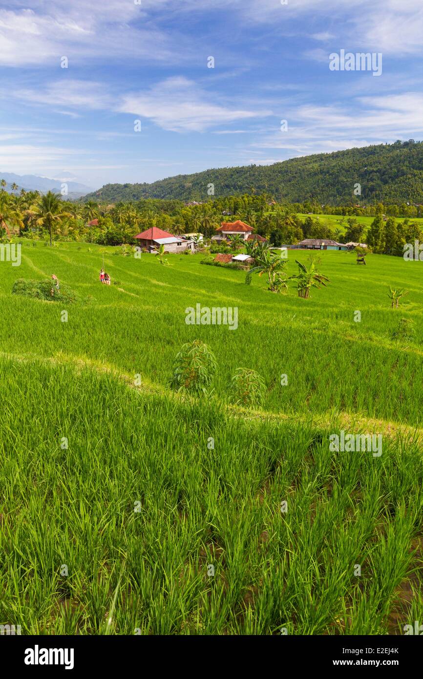 Indonesia, Bali, around Munduk, rice fields Stock Photo - Alamy