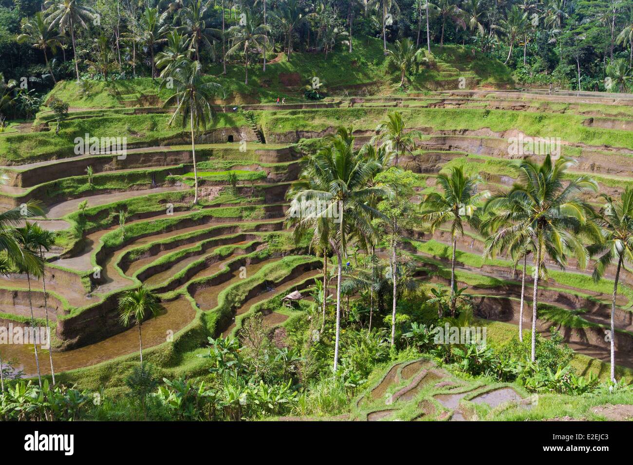 Indonesia, Bali, Tegallalang rice fields, Subak irrigation system ...