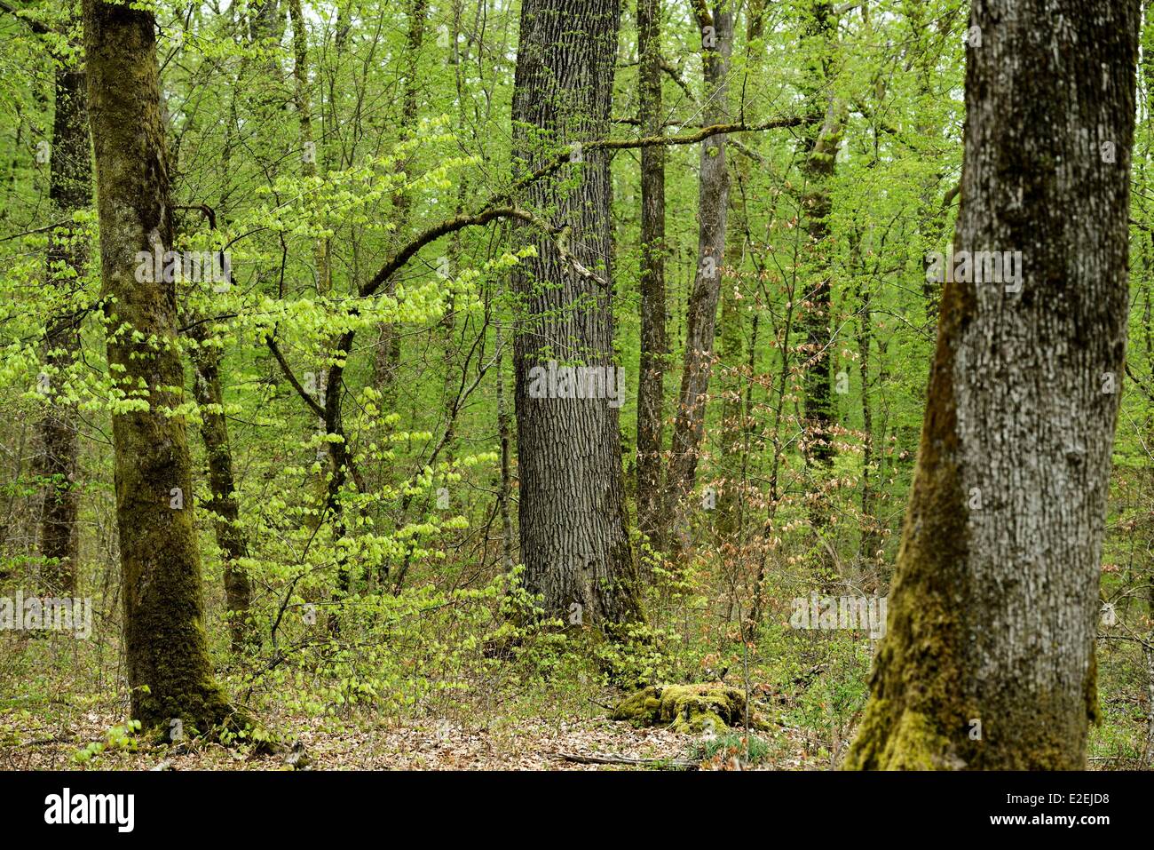 Foret domaniale hi-res stock photography and images - Alamy