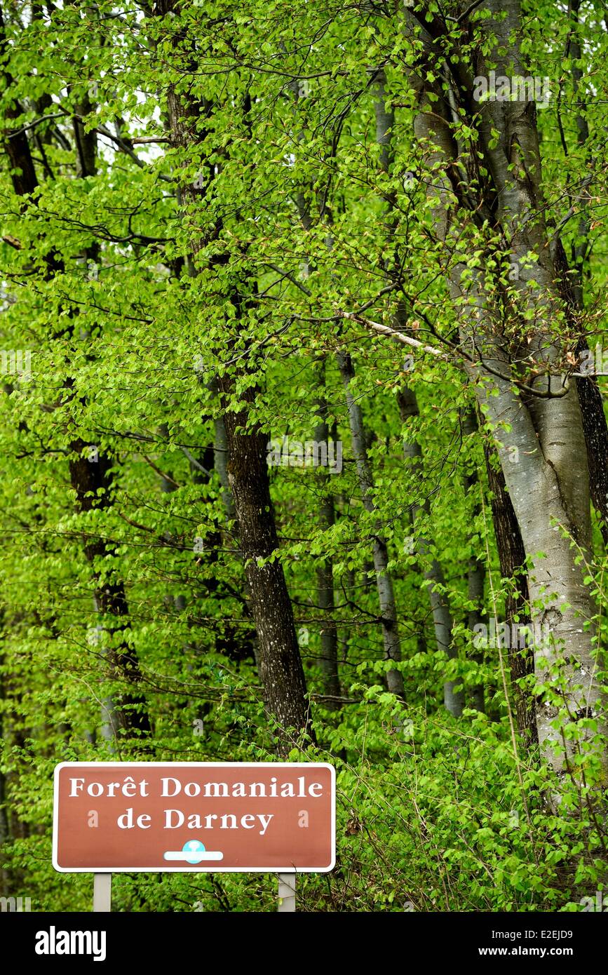 France, Vosges, Darney, Foret Domaniale de Darney, panel Stock Photo ...
