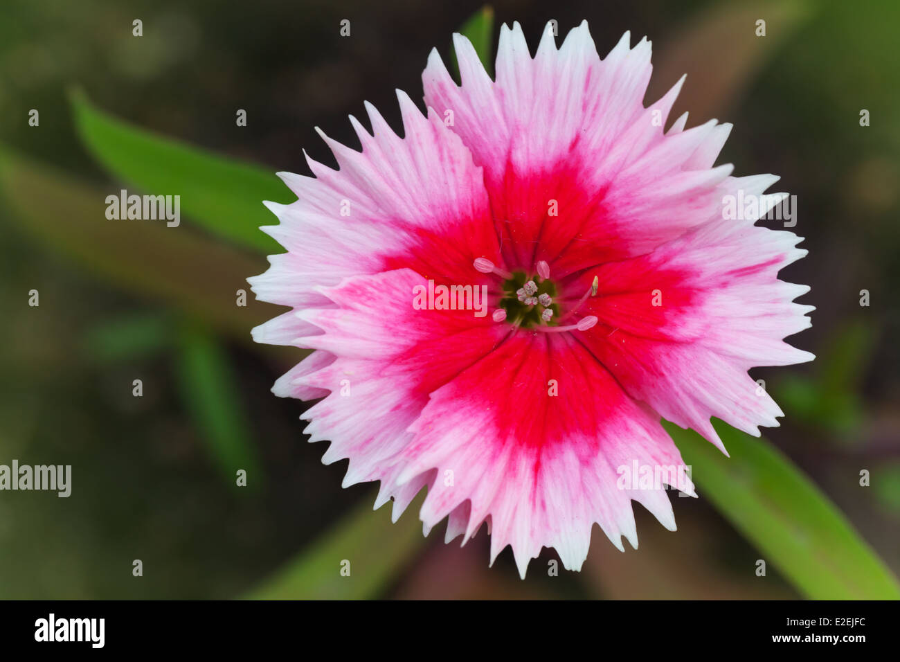 Red wild flower hi-res stock photography and images - Alamy