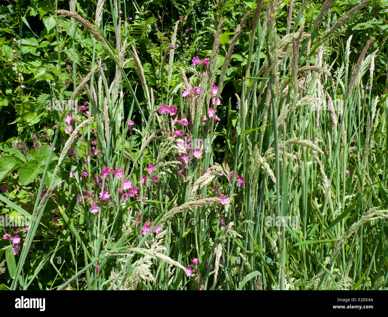 Llanwrda Carmarthenshire Wales UK, 19th June 2014. Wildflowers and ...