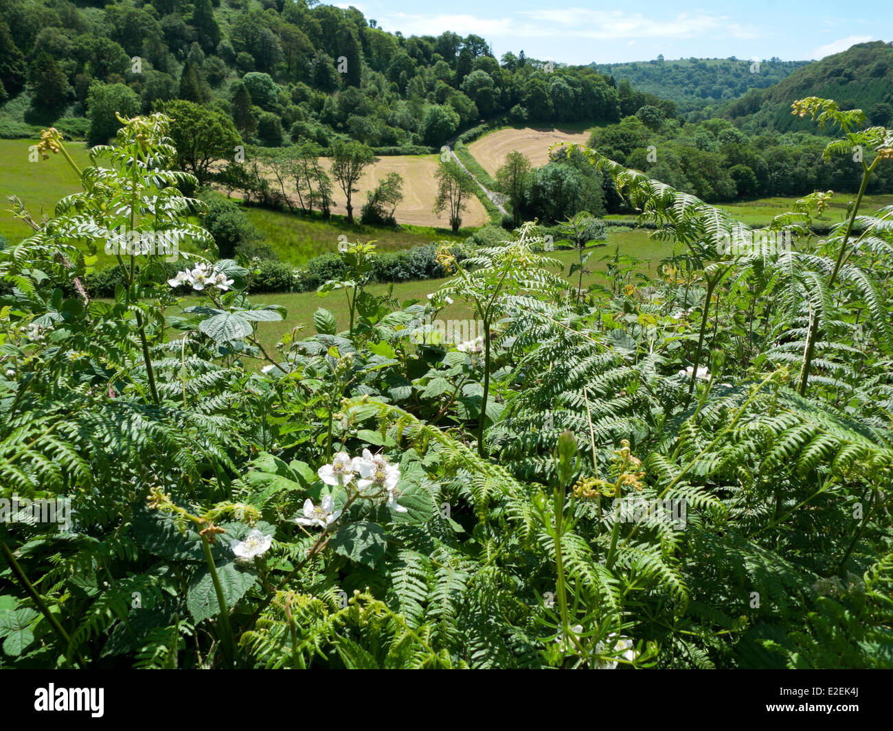 Llanwrda Carmarthenshire Wales UK, 19th June 2014. Wildflowers and ...