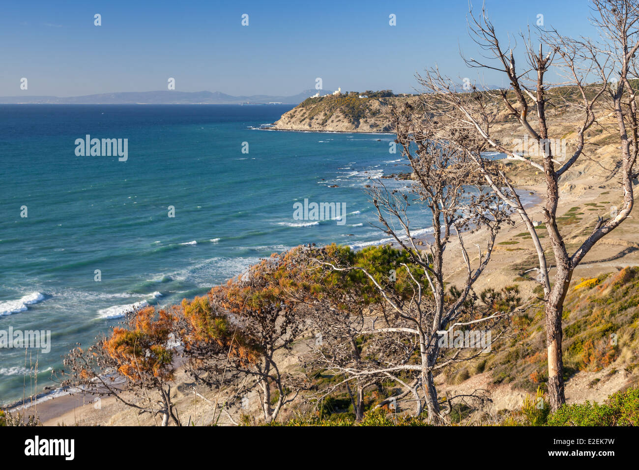 Dry pine trees on the coast of Gibraltar strait in Morocco Stock Photo ...