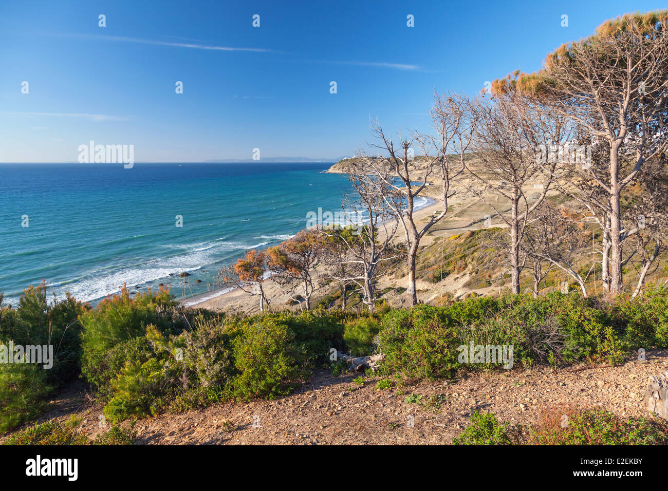 Gibraltar strait, Morocco. Dry pine trees on the coast Stock Photo - Alamy