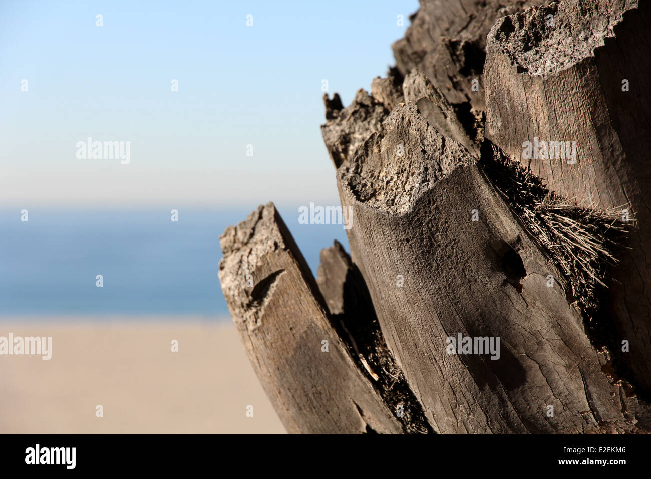 A close look at a palm tree Stock Photo - Alamy