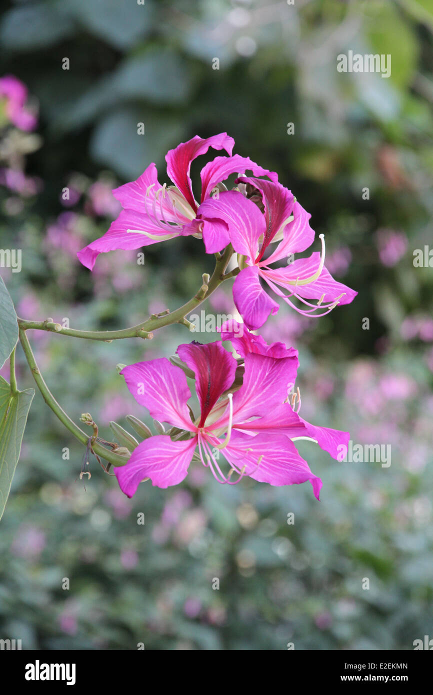 Orchid cluster hi-res stock photography and images - Alamy