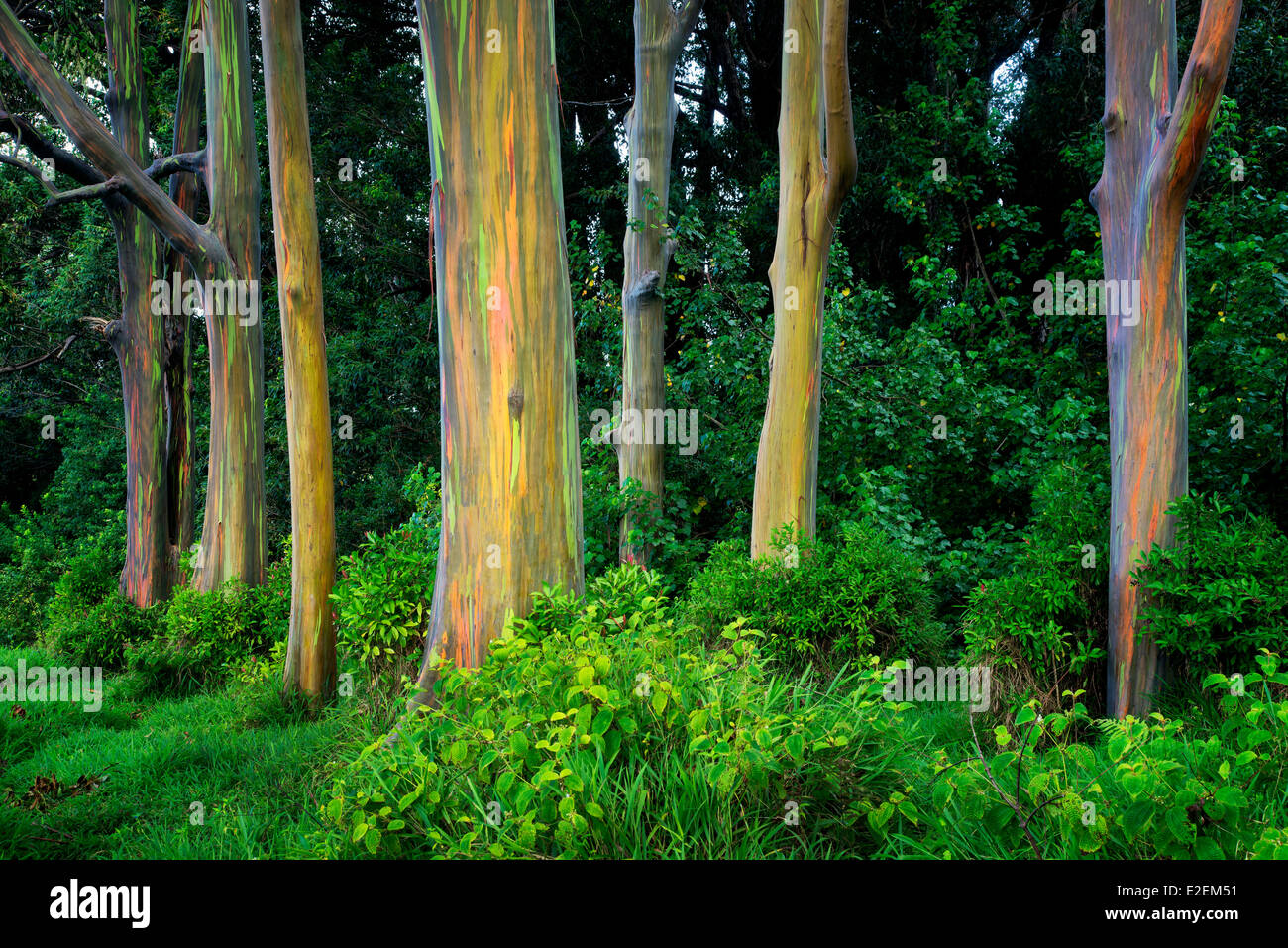 Rainbow Gum Tree In Farmville