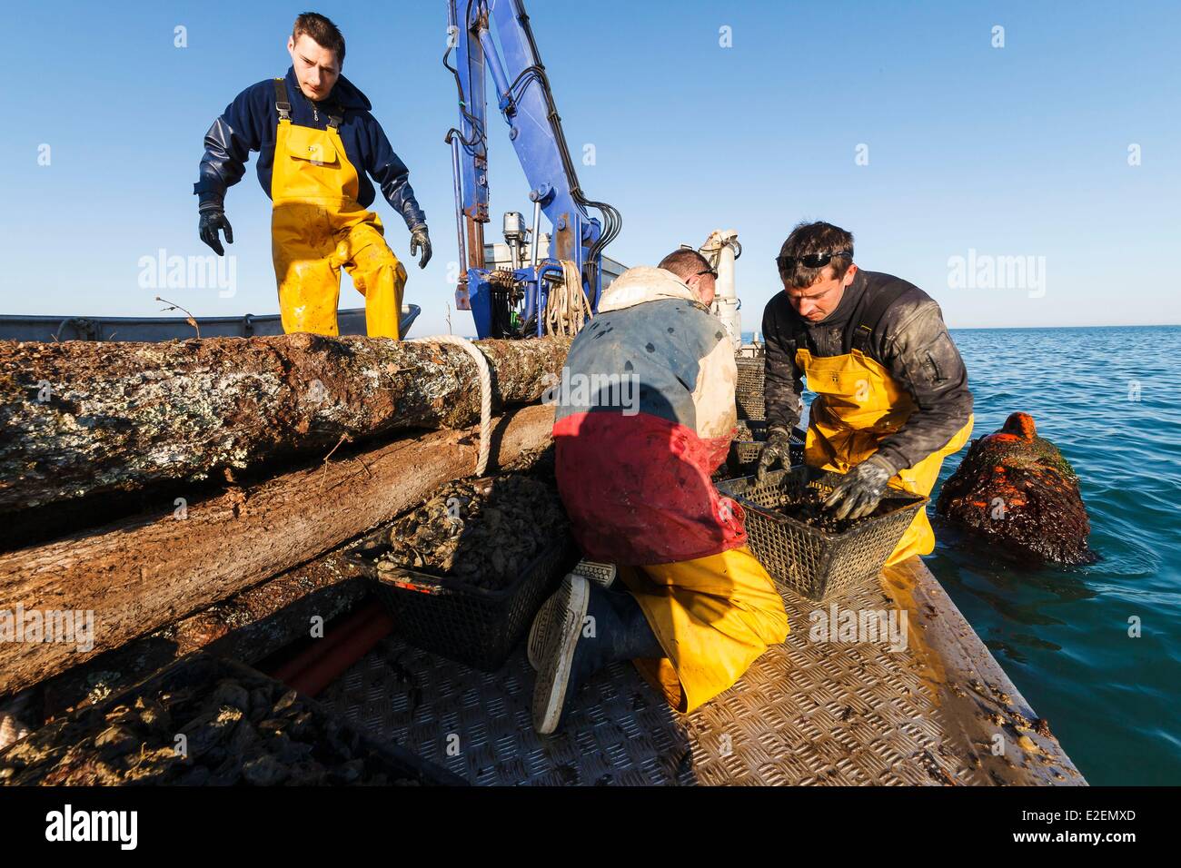 France, Vendee, L'Aiguillon sur Mer, mussels washing Stock Photo - Alamy