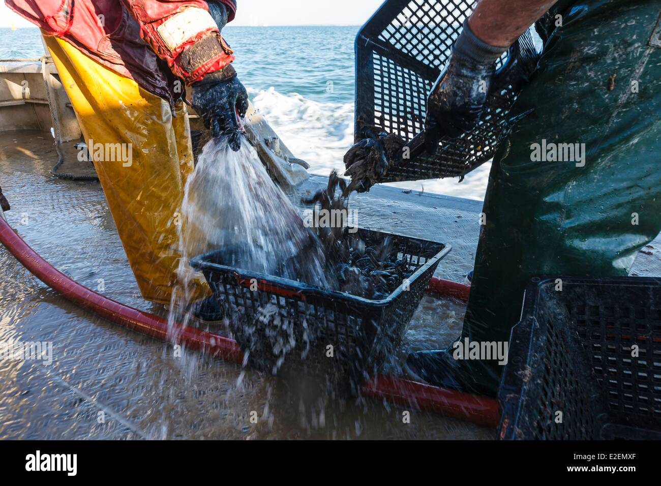 France, Vendee, L'Aiguillon sur Mer, mussels washing Stock Photo - Alamy
