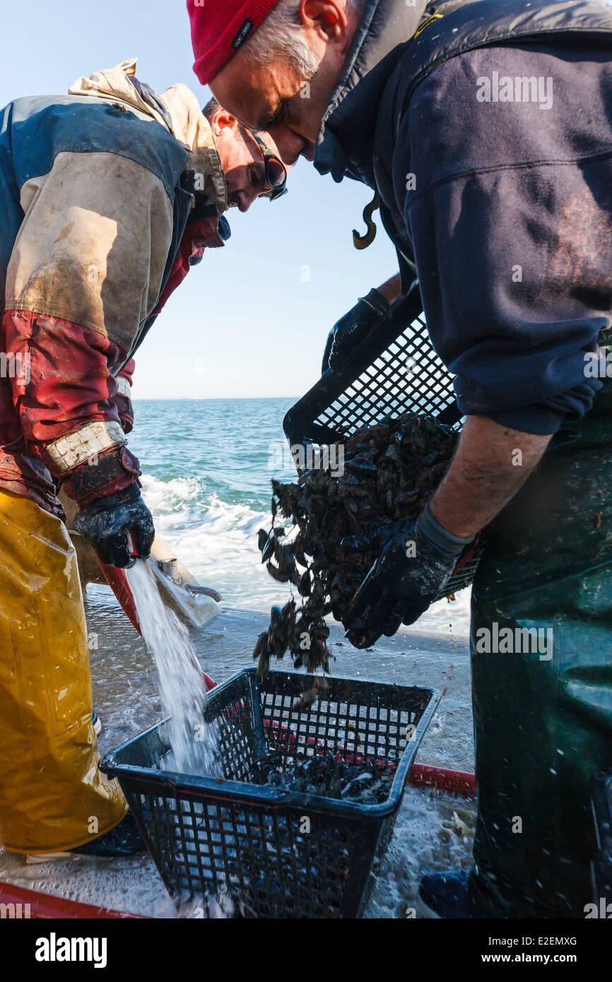 Washing mussels hi-res stock photography and images - Alamy