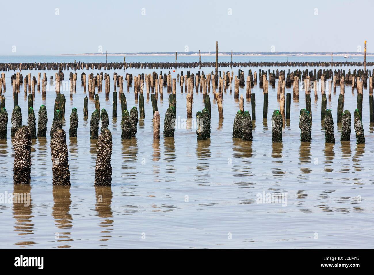 Bouchots hi-res stock photography and images - Alamy