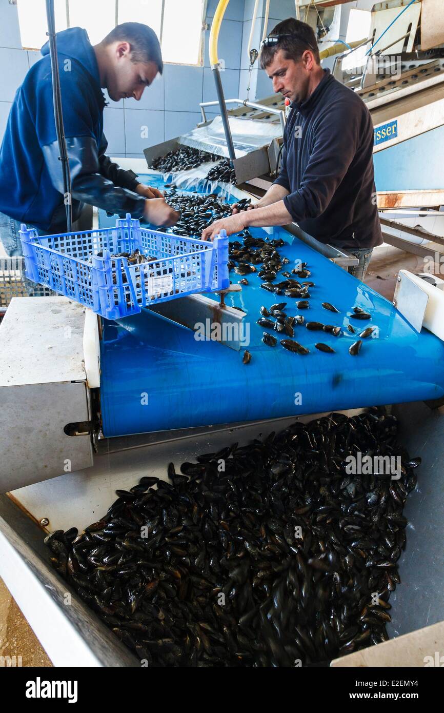 Washing mussels hi-res stock photography and images - Alamy