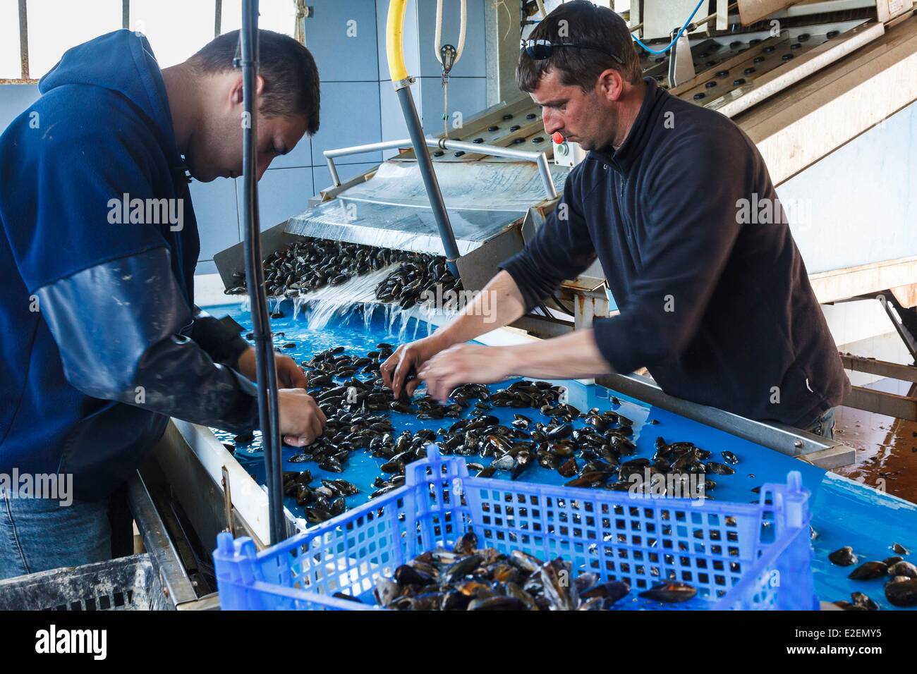 Washing mussels hi-res stock photography and images - Alamy