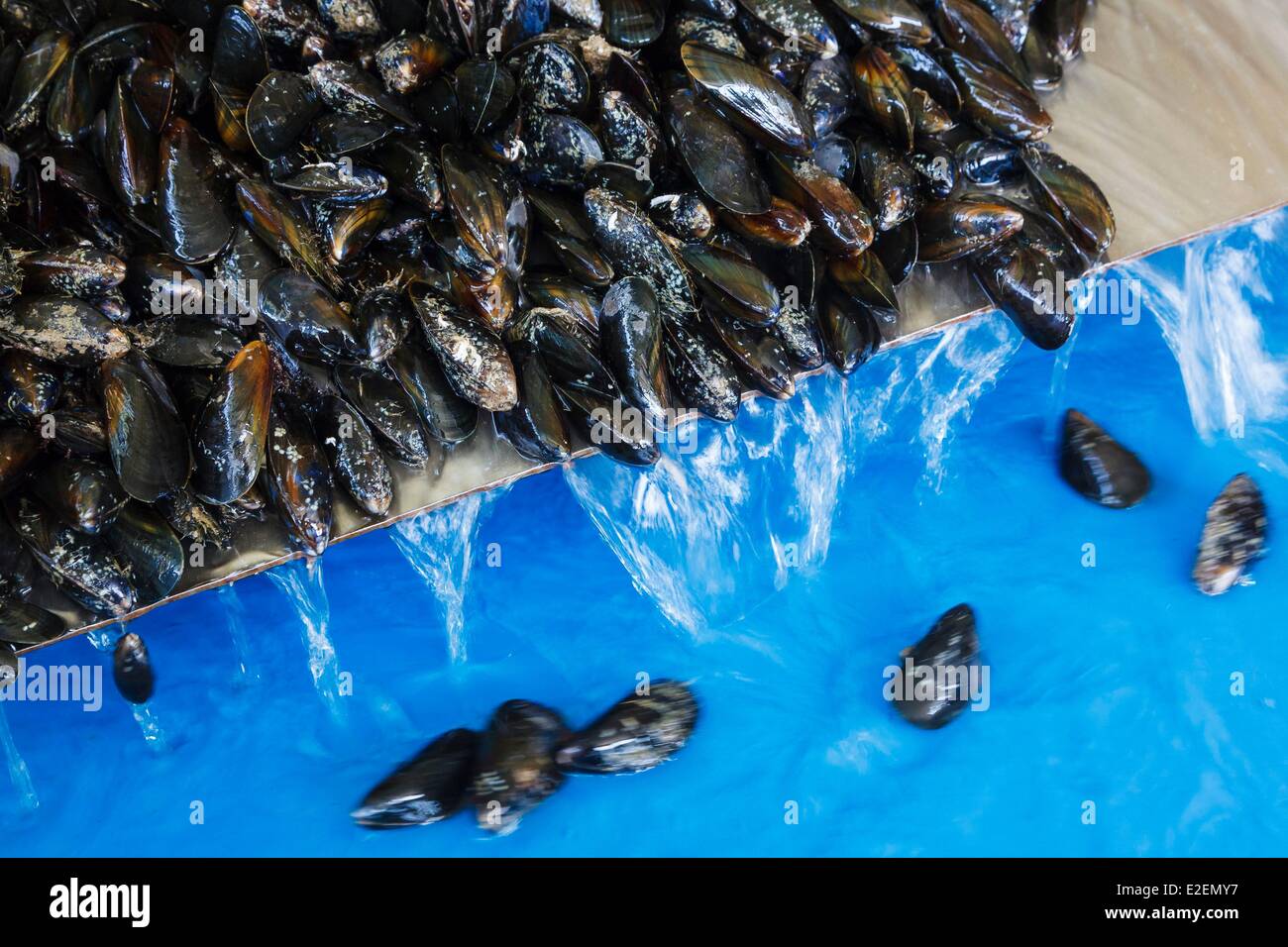 France, Vendee, L'Aiguillon sur Mer, mussels washing Stock Photo - Alamy