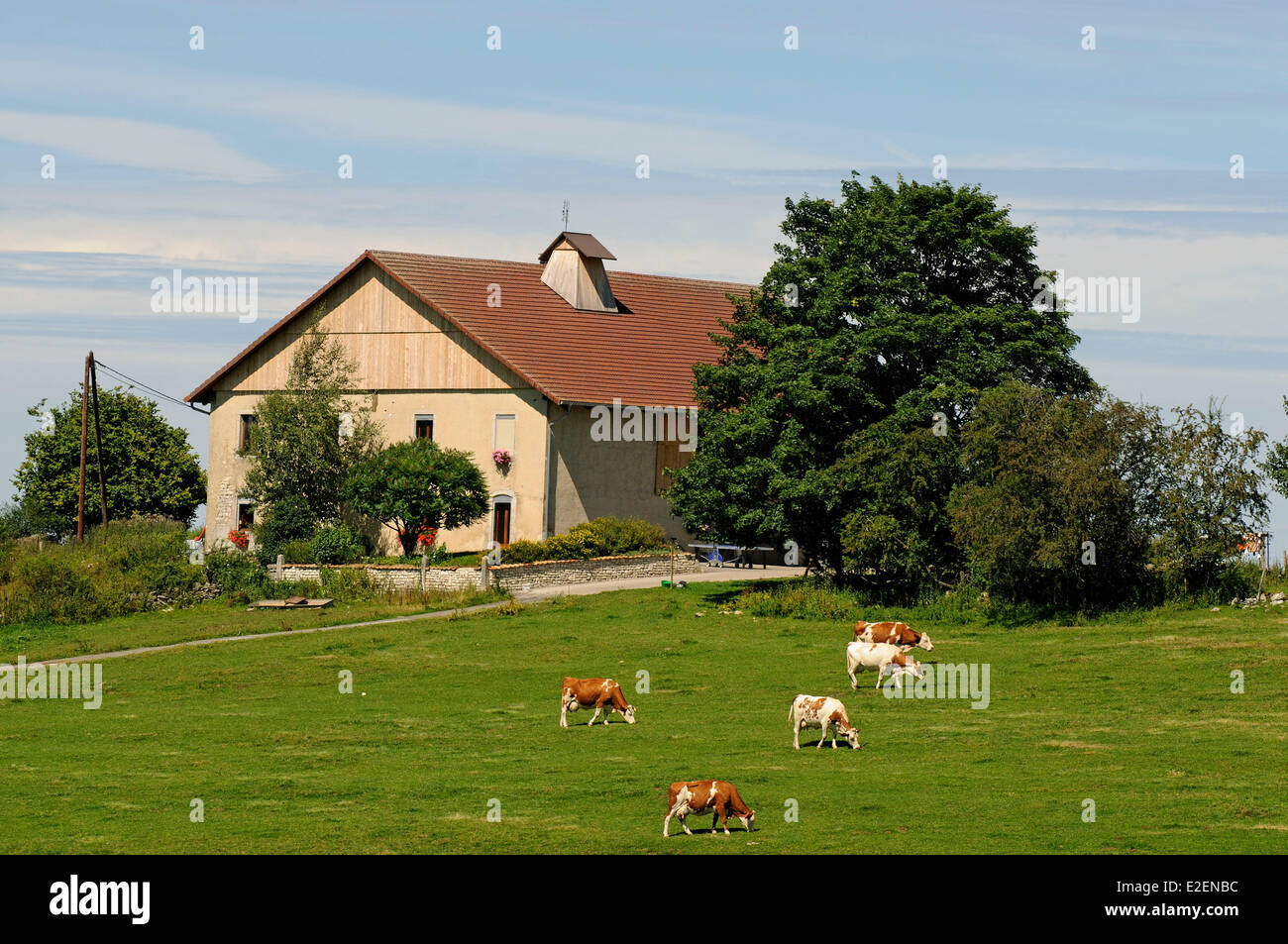 Montbeliard Cow High Resolution Stock Photography and Images - Alamy