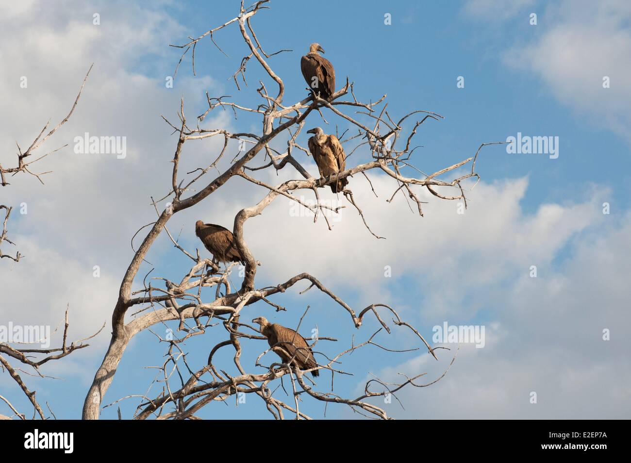 Botswana, Chobe National Park, White-backed Vulture (Gyps africanus ...